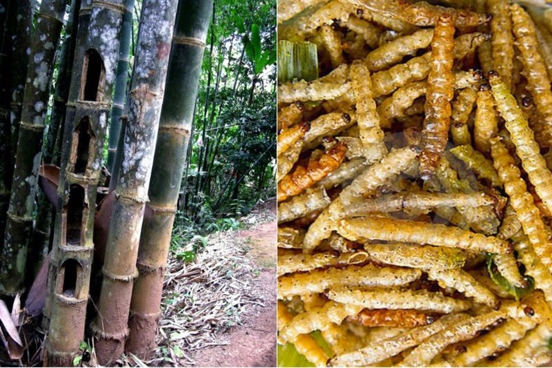 Joy in Thailand: Bambù in Thailandia