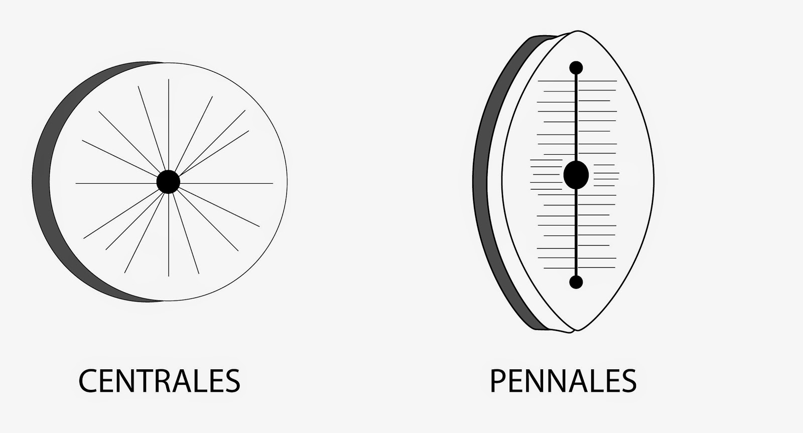 el moderno prometeo: Algas: División Heterokontophyta