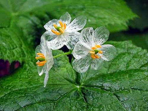 Skeleton Flower Becomes Transparent In The Rain