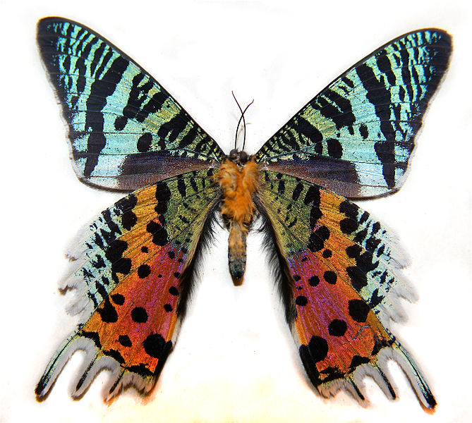 My Temple of Nature: Madagascar's Magnificent Moths