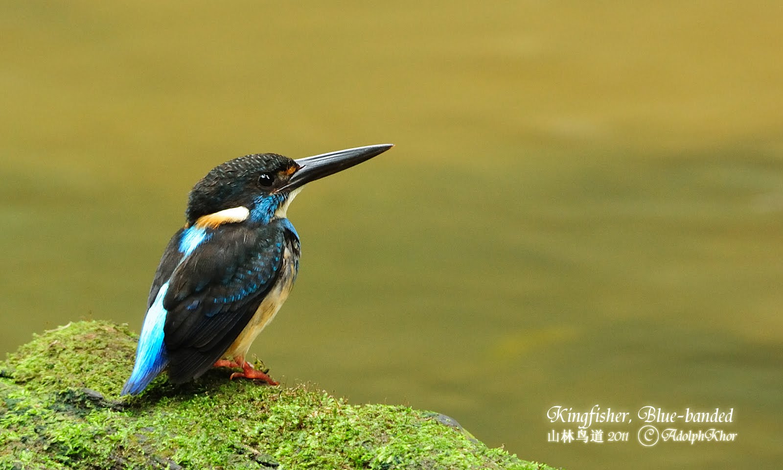 鸟道 。 live in Bird Waves: Blue-banded Kingfisher