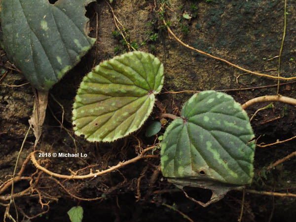 The rainforests of Borneo & Southeast Asia: Begonia promethea ...
