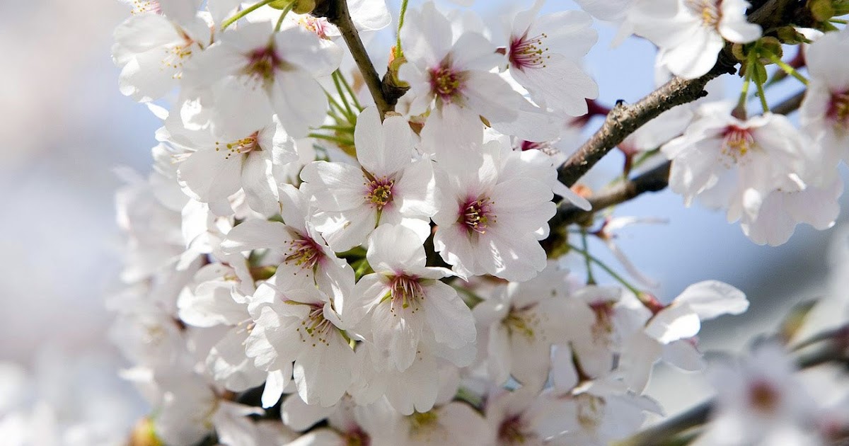 Datini si Traditii: Anotimpul primavara