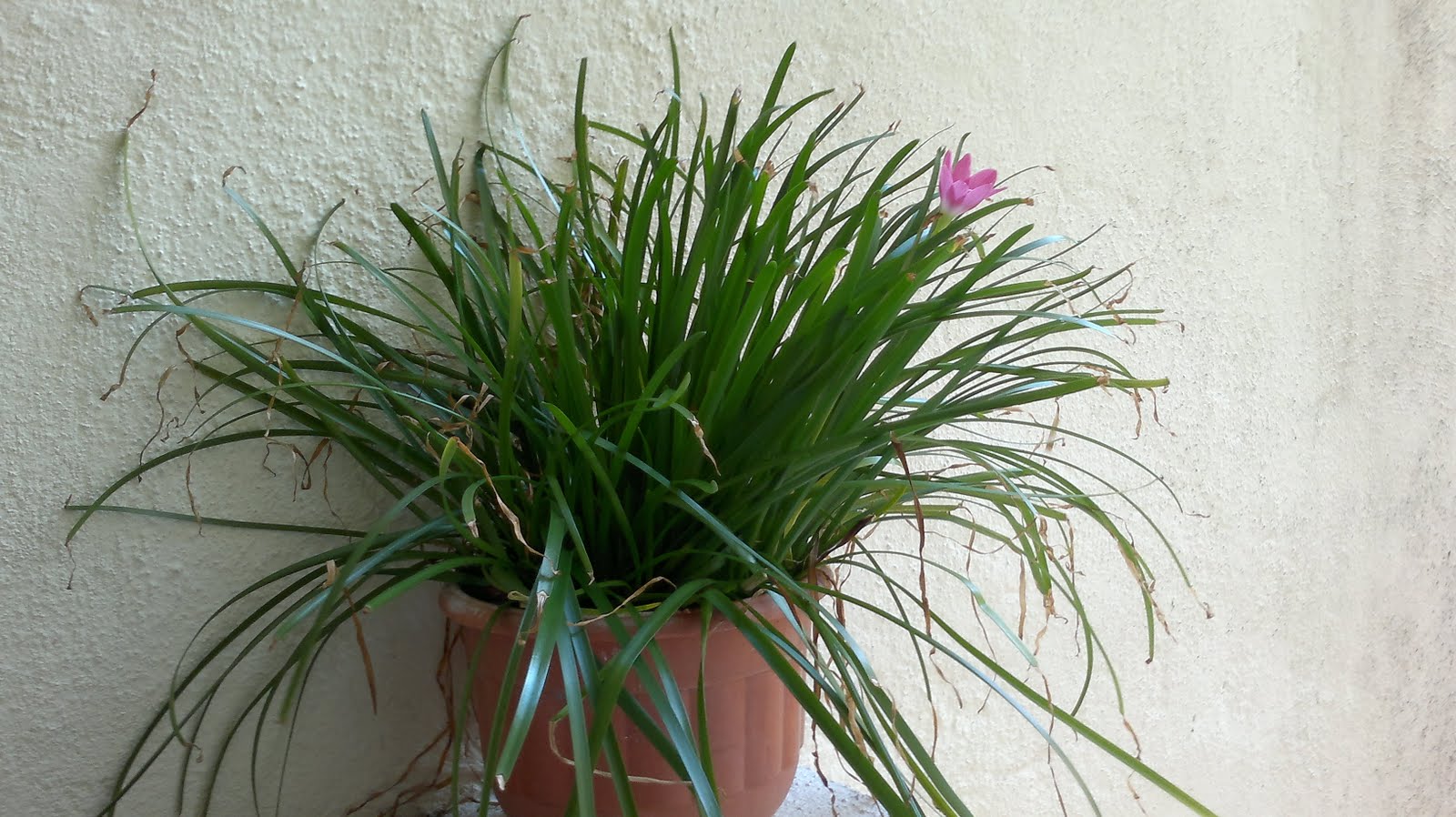 Pokok Berbunga - Kinseven