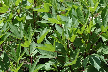 Student's Kitchen: Gongura Pickle or Red Sorrel Leaves Pickle
