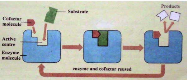 Revision notes for NCEA level 2 biology: Factors that affect enzyme ...