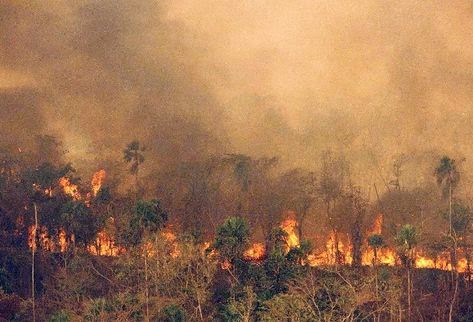 DEFORESTACION: DEFORESTACIÓN EN GUATEMALA