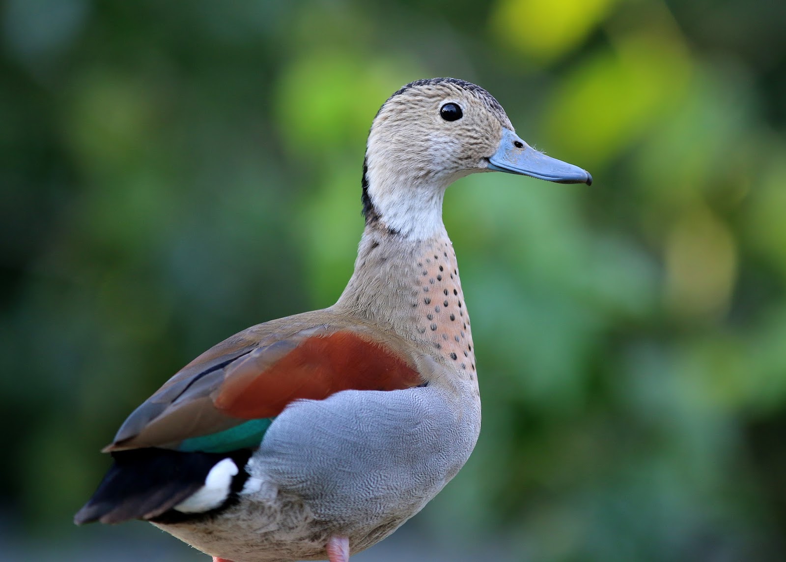 Homer High School Olympian: Species Spotlight: Ringed Teal