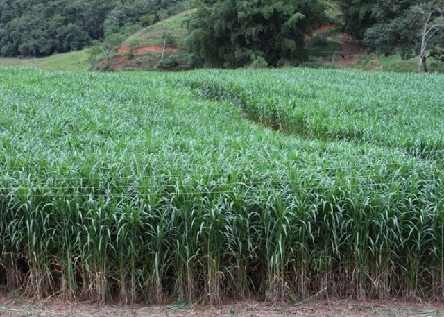 CAPIM ELEFANTE NAPIER (AGROPECUÁRIA)
