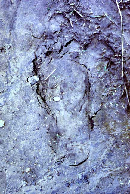 Sasquatch Tracks: Pictures of Sasquatch Tracks and Casts