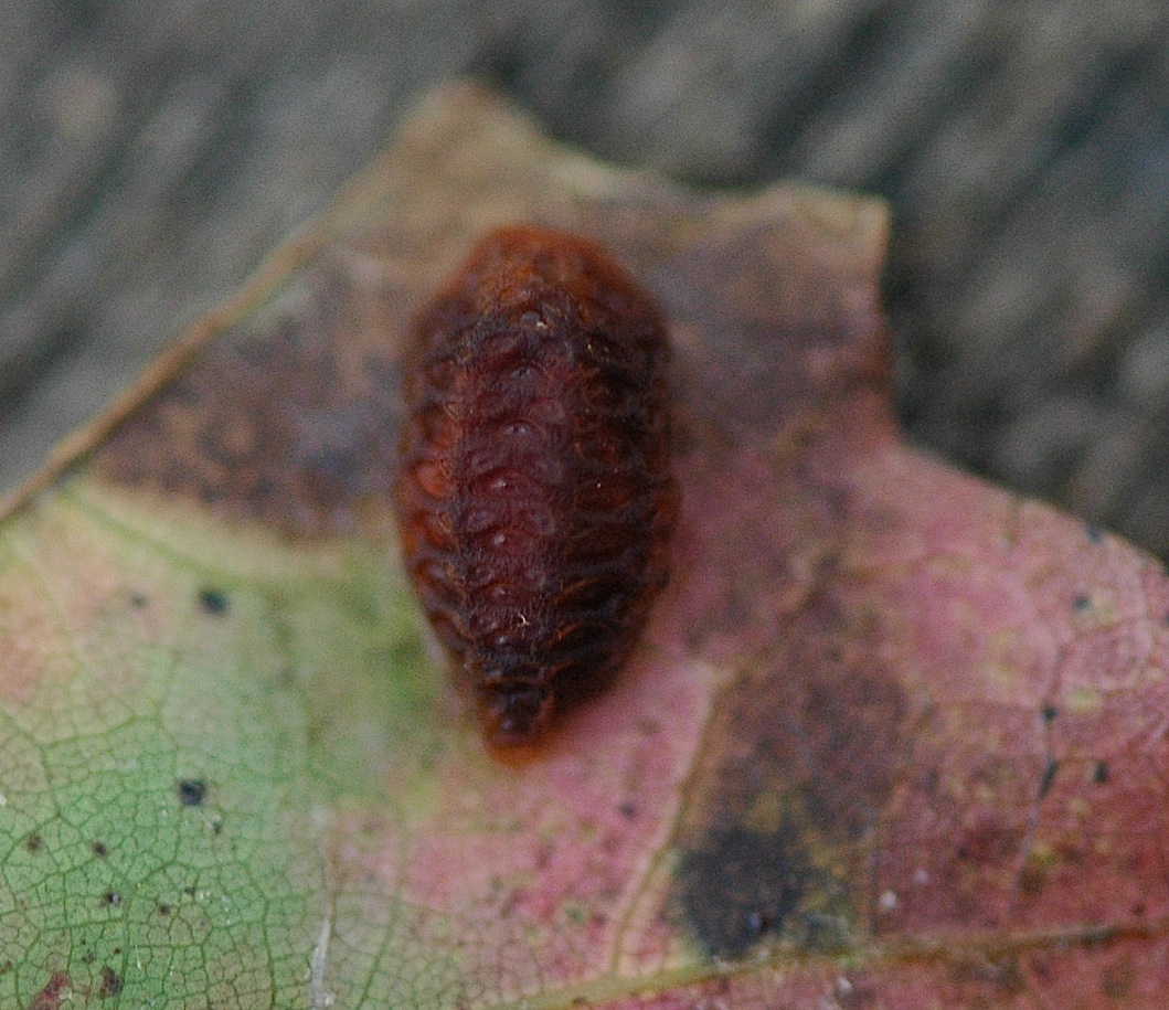 Field Biology in Southeastern Ohio: Stinging Slug Caterpillars, OUCH!!