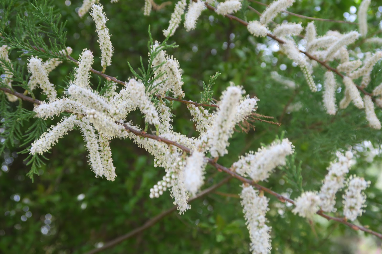 Cagliari in Verde: Tamerice e Ginestra, umili ma.....