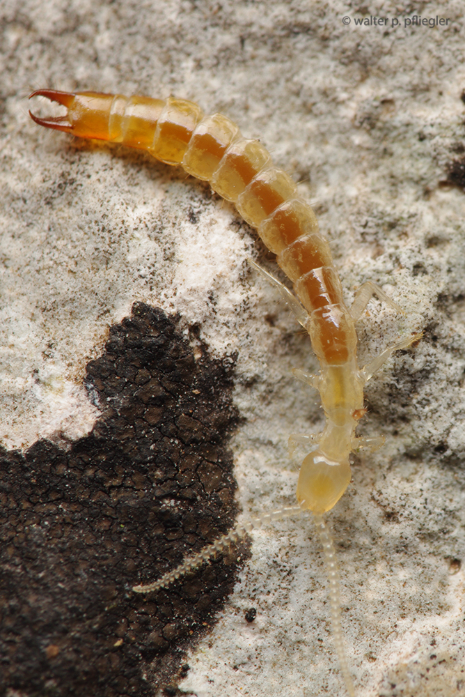 Nature photos from an Amateur Naturalist: Livno, Bosnia and Herzegovina ...