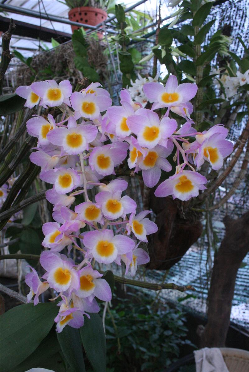 Grow and care Dendrobium amabile - Dendrobium bronckartii - Callista ...