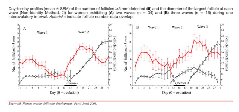 Double stimulation (Duo-OPU) | Stork Fertility Center