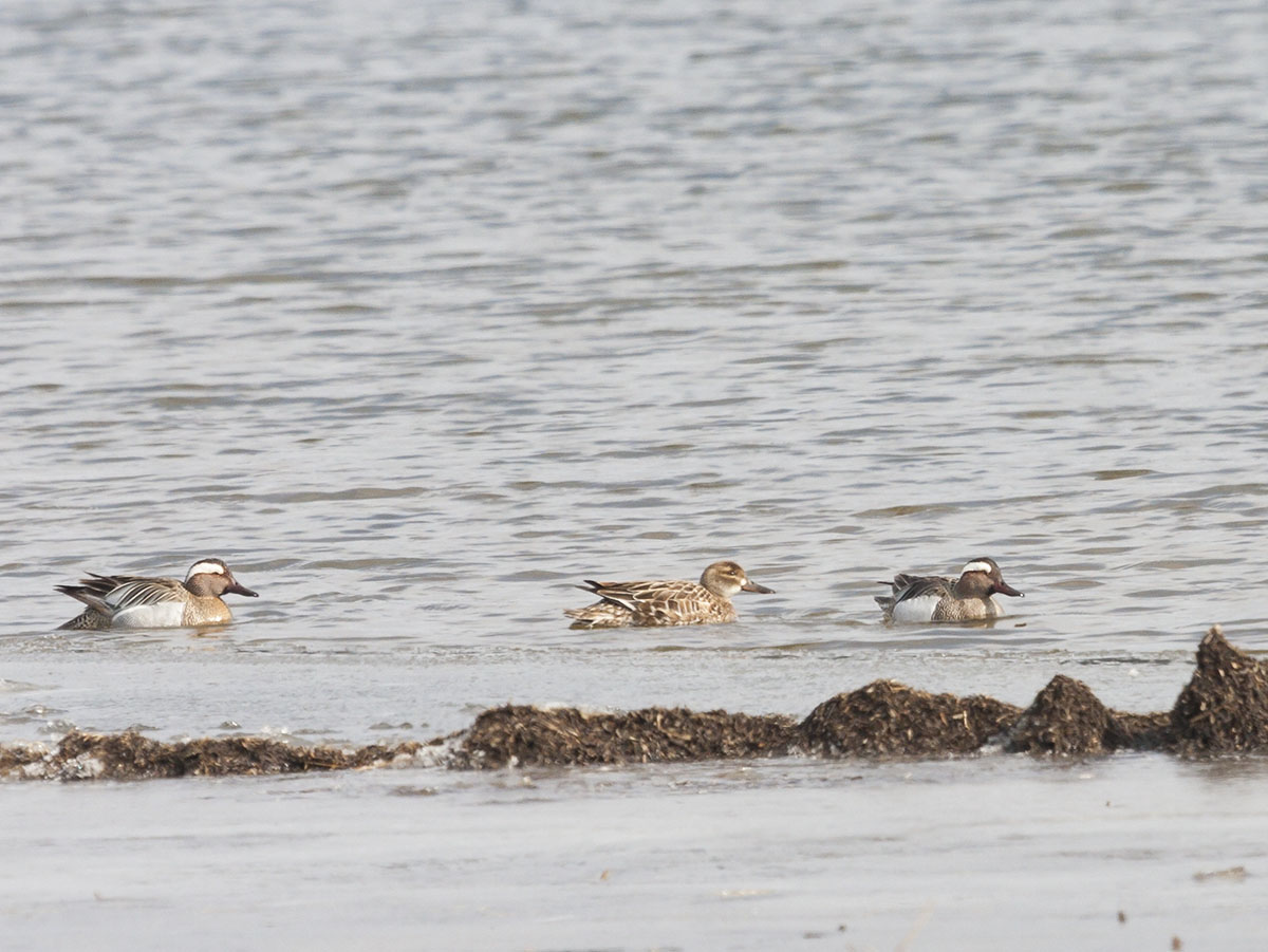 De Vogelkijker!: Over de grens