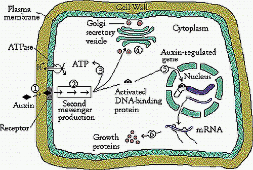 Plant Biotech: Auxins
