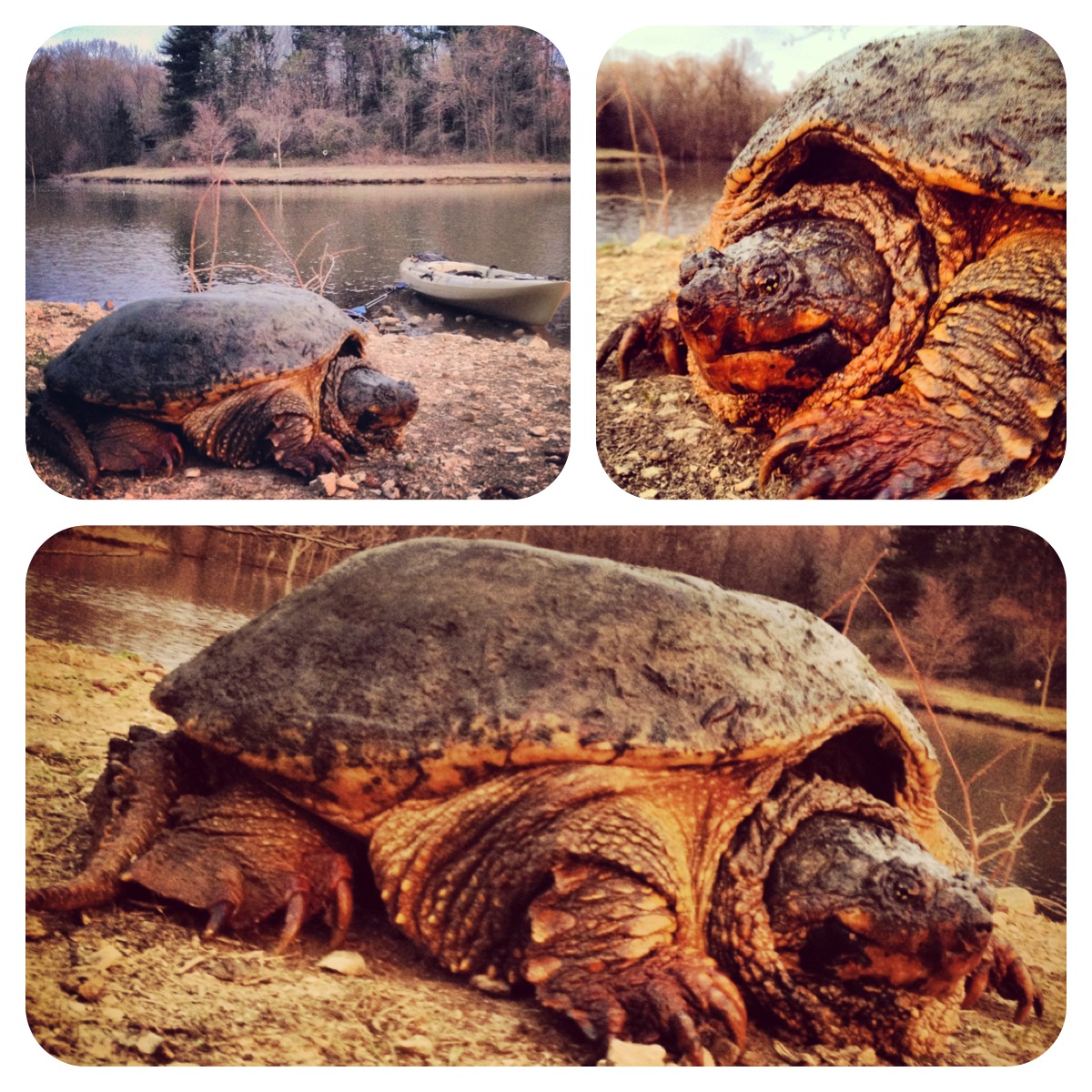 The Swamp Monster Chronicles!: Emotion Kayaks - Meet the Mud Dragon!