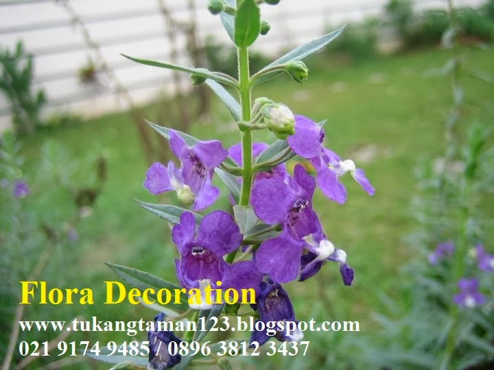 18+ Ide Bunga Lavender Ungu, Gambar Bunga