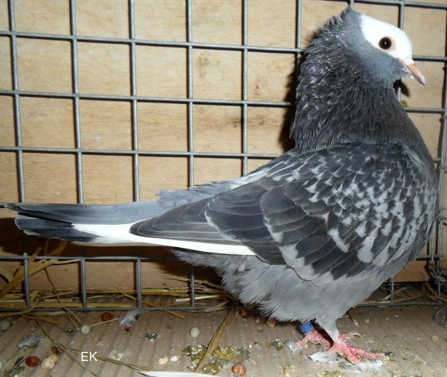 Mookee pigeons ( Mokeetaube ) - Pigeons fall