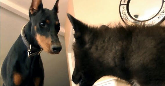 White Wolf : Doberman Pinscher Meets Wolf Dog Cub (VIDEO)