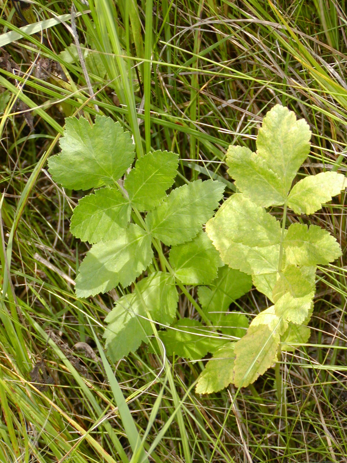 The Ripple Effect: Wild Parsnip and its Look-Alike: Golden Alexander