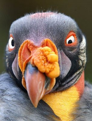 El ojo del buitre: Aves - Cóndor real (Sarcoramphus papa)