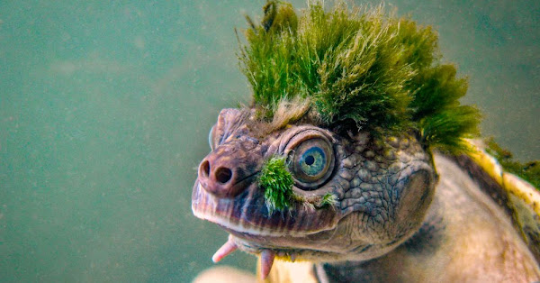 The Green-Haired Mary River Turtle | Amusing Planet