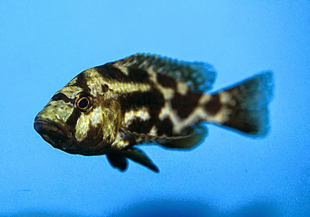 Artes de Pesca: LOS CICHLIDAE 29ª