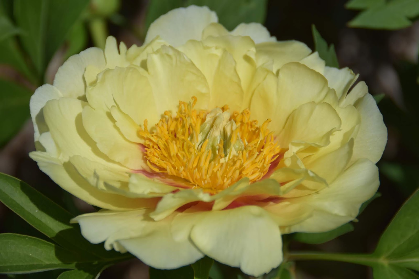 Southern Peony: 2019 Swenson Gardens $25 Intersectional Peonies!