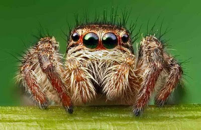 funny absurd: Insects Close Up Photos part 1