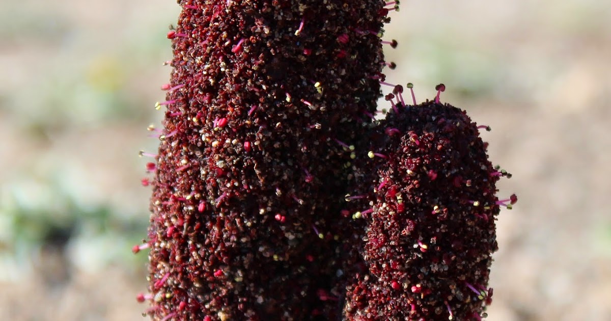 Wilde Planten: Parasieten