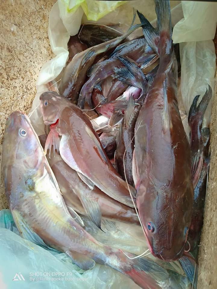 MUSLIM HOMEPAGE: Ikan Baung (Mystus sp)