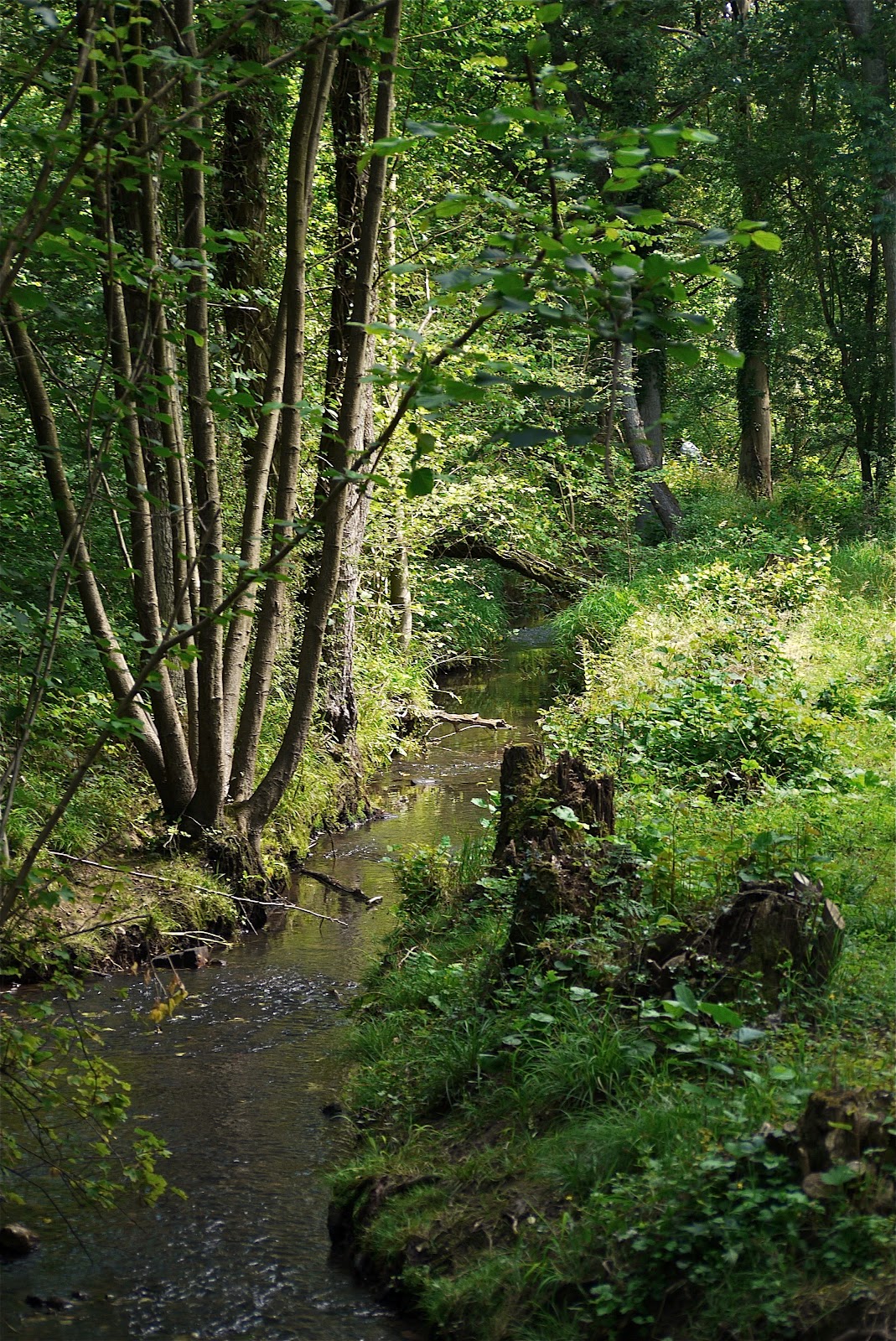 Walking in the country: Pamber Forest