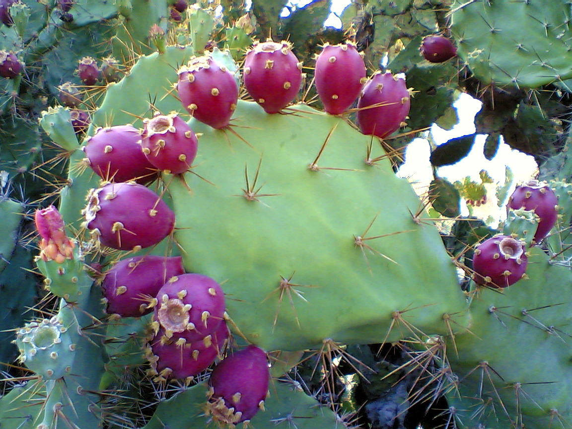 March 2012 | Nopal Cactus