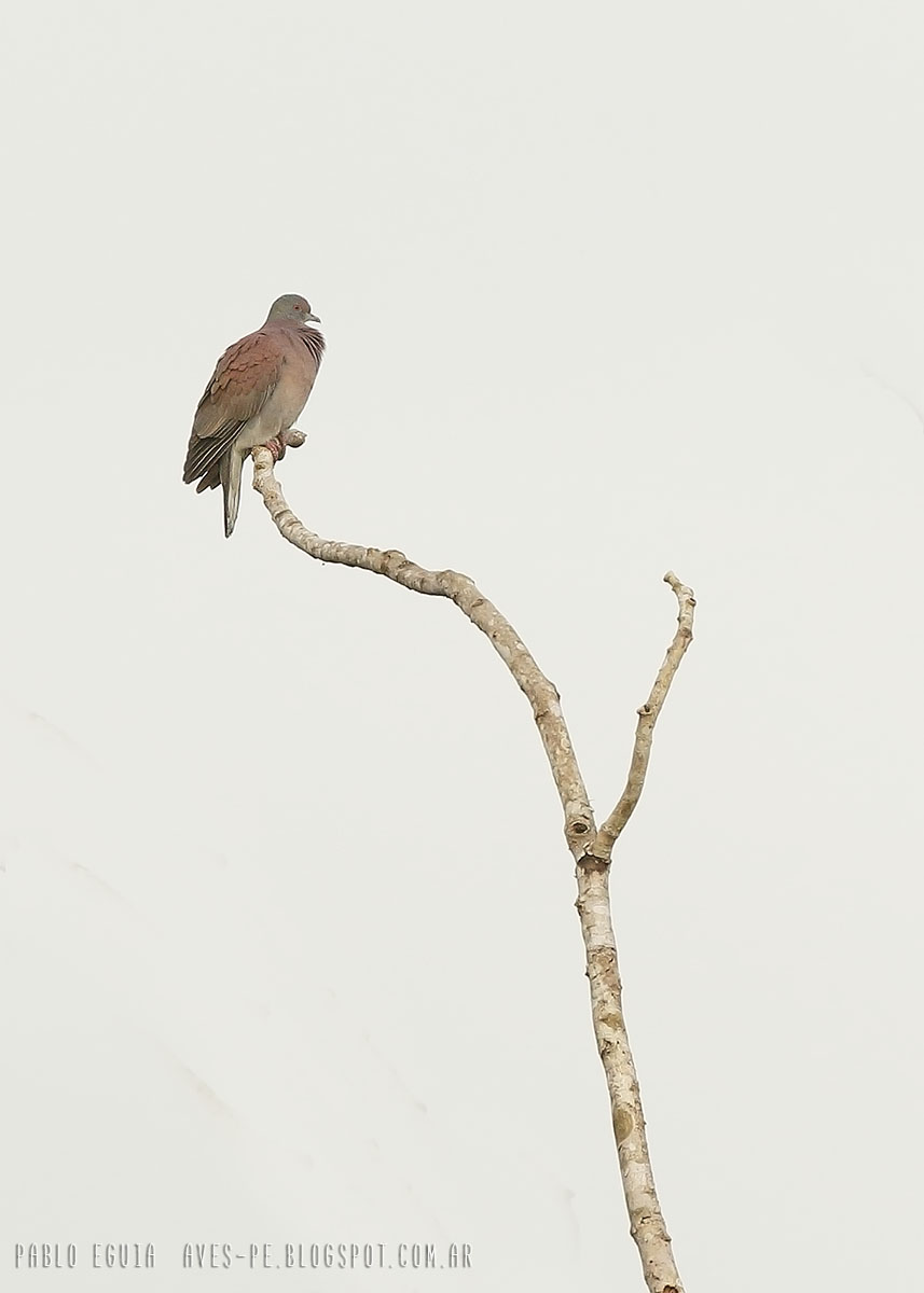 mis fotos de aves: Patagioenas cayennensis Paloma Colorada Pale-vented ...