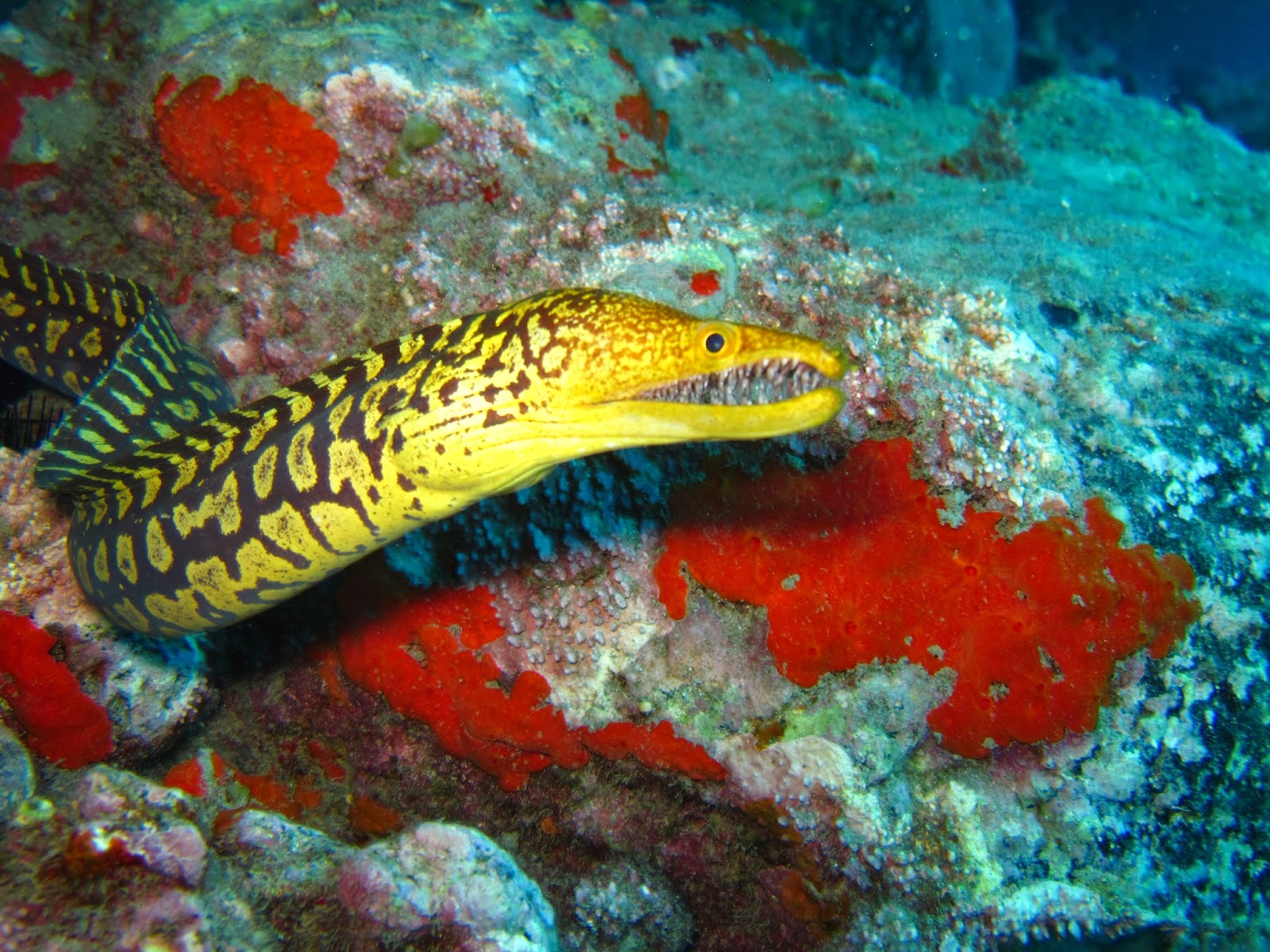 Protejamos las Maravillas del Mar: Morena: el extraño pez de las leyendas