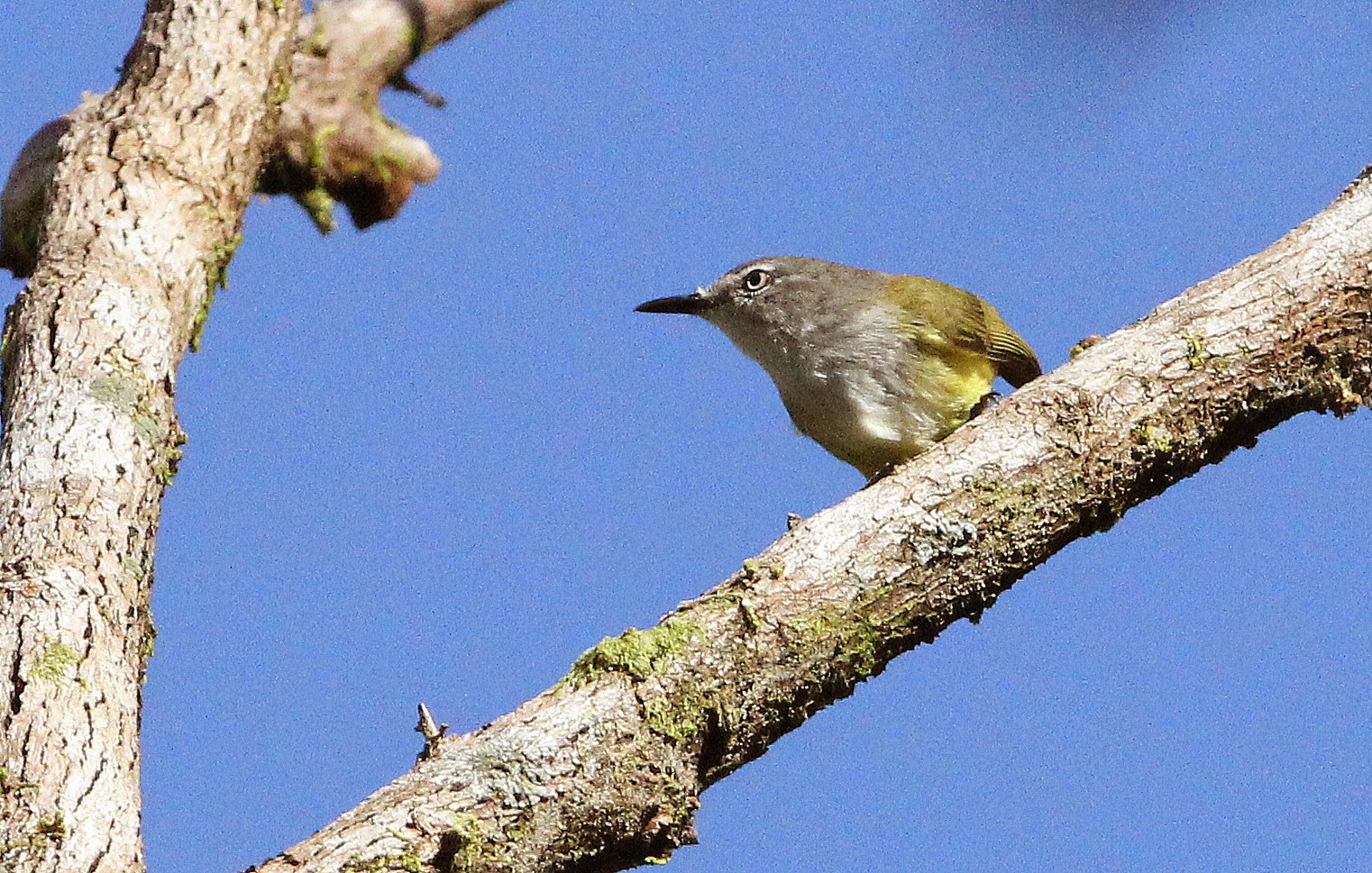 Worldbirder: The WPO: Rennell Island.