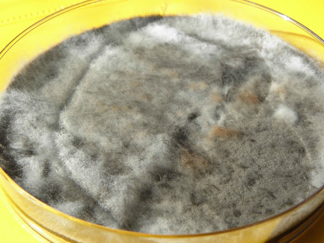 ATLAS MICOLOGIA: SCYTALIDIUM DIMIDIATUM (Neoscytalidium dimidiatum)