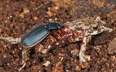 Blog Ana Robles Bravo: Animales raros.