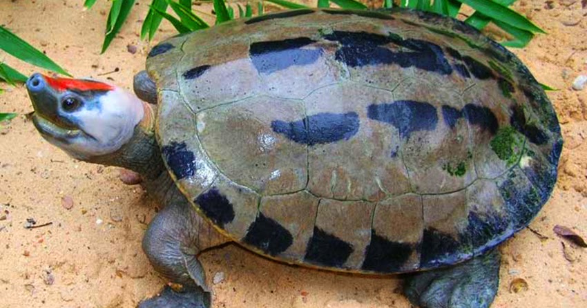 Indonesian Folklore (Folklor Indonesia): The Mouse Deer and the Turtle