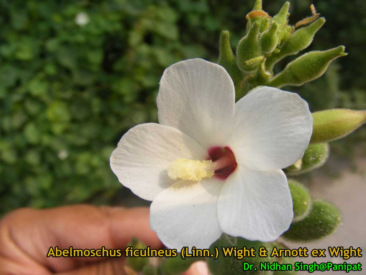 Medicinal Plants: Abelmoschus ficulneus