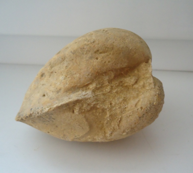 Fossils & Antiques: Fossil Sea Shell Mussel