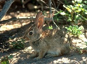Zacatecas Pueblo Minero: Flora y fauna