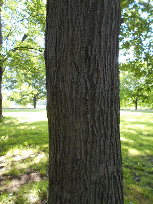 Future Plants by Randy Stewart: MAPLES - The Native Ones