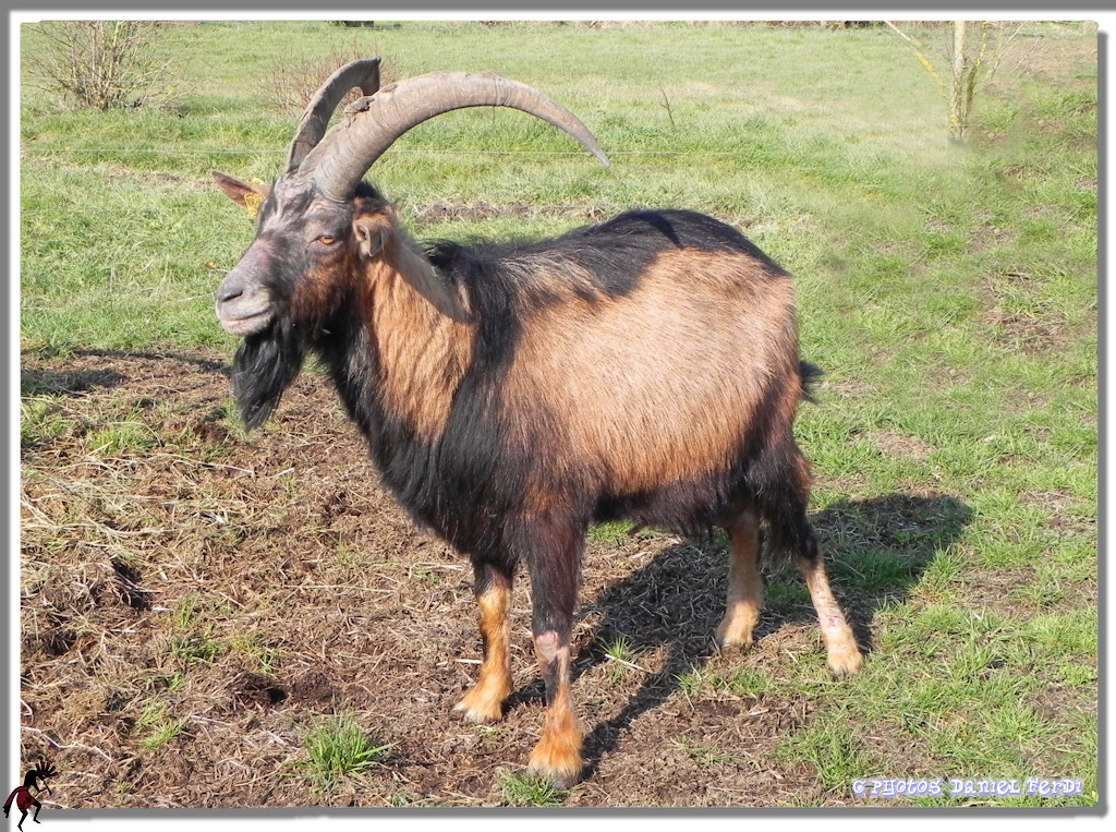 Photos Daniel: Caprin