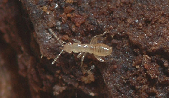 Zorapteran - Insects Morphology