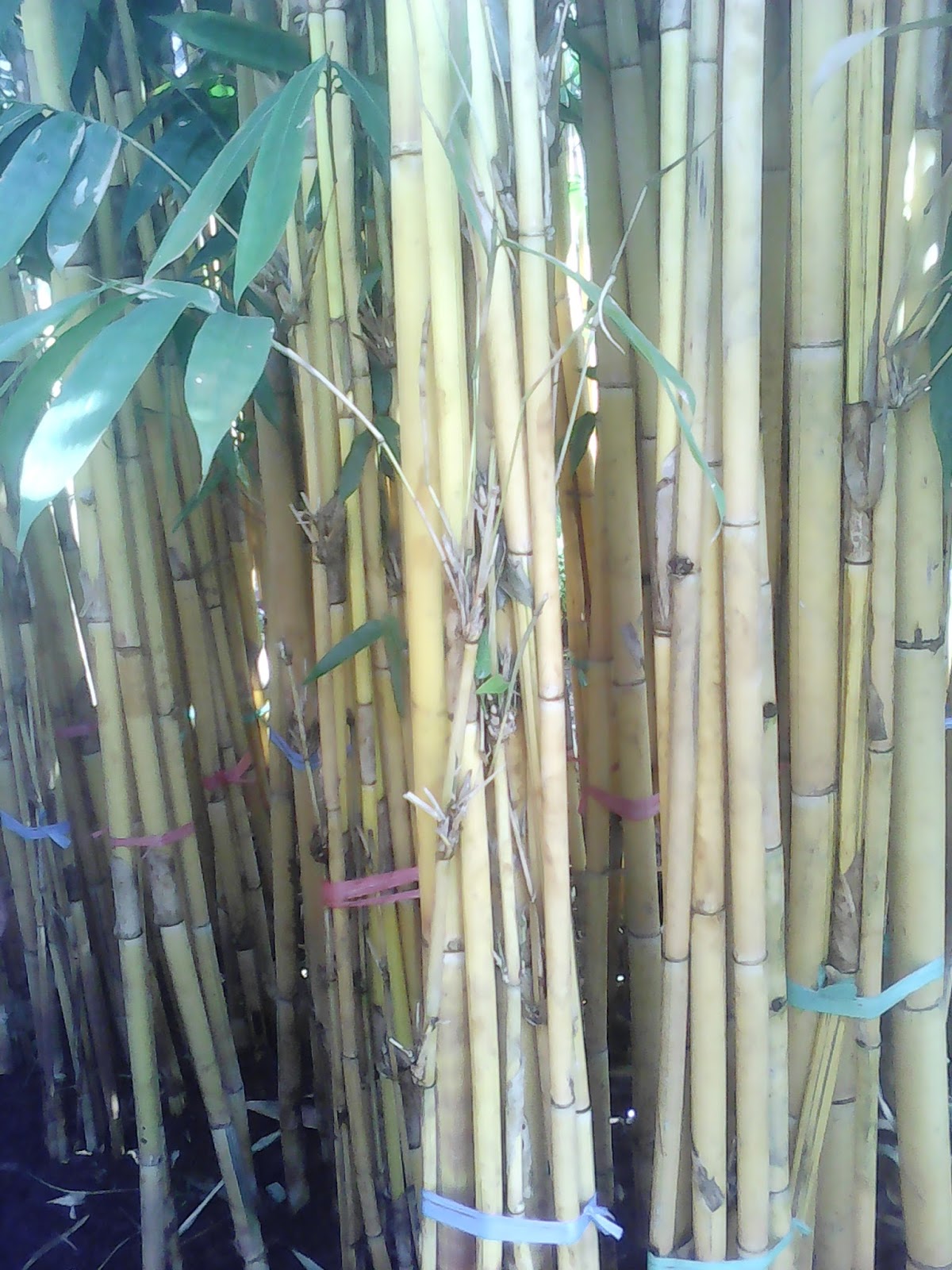 Inspirasi Terkini 15+ Pagar Bambu Murah