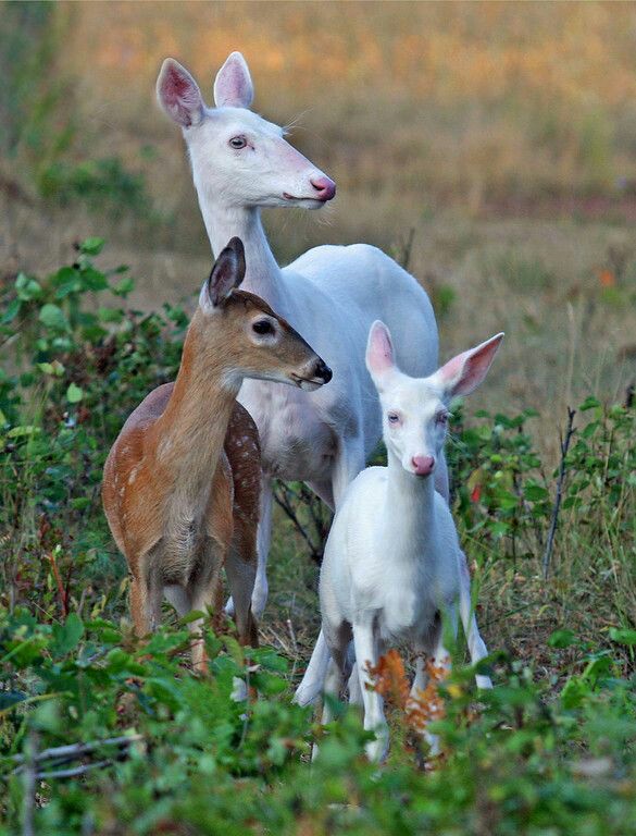 Beautiful white Deer