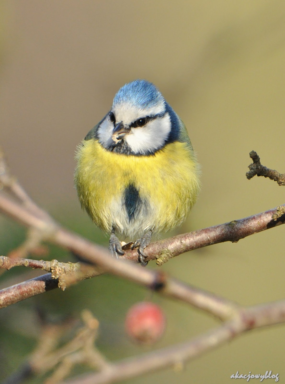 Modraszka zwyczajna czyli sikora modra. | A k a c j o w y B l o g - w ...